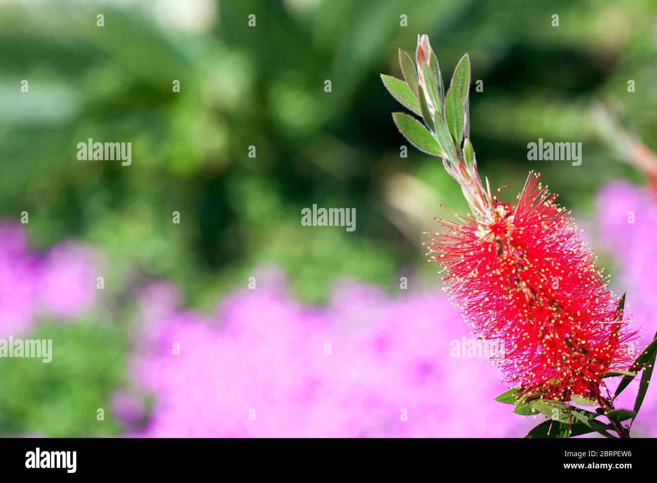 Romantic Natural Flora Red Flowers Stock Photo - Alamy