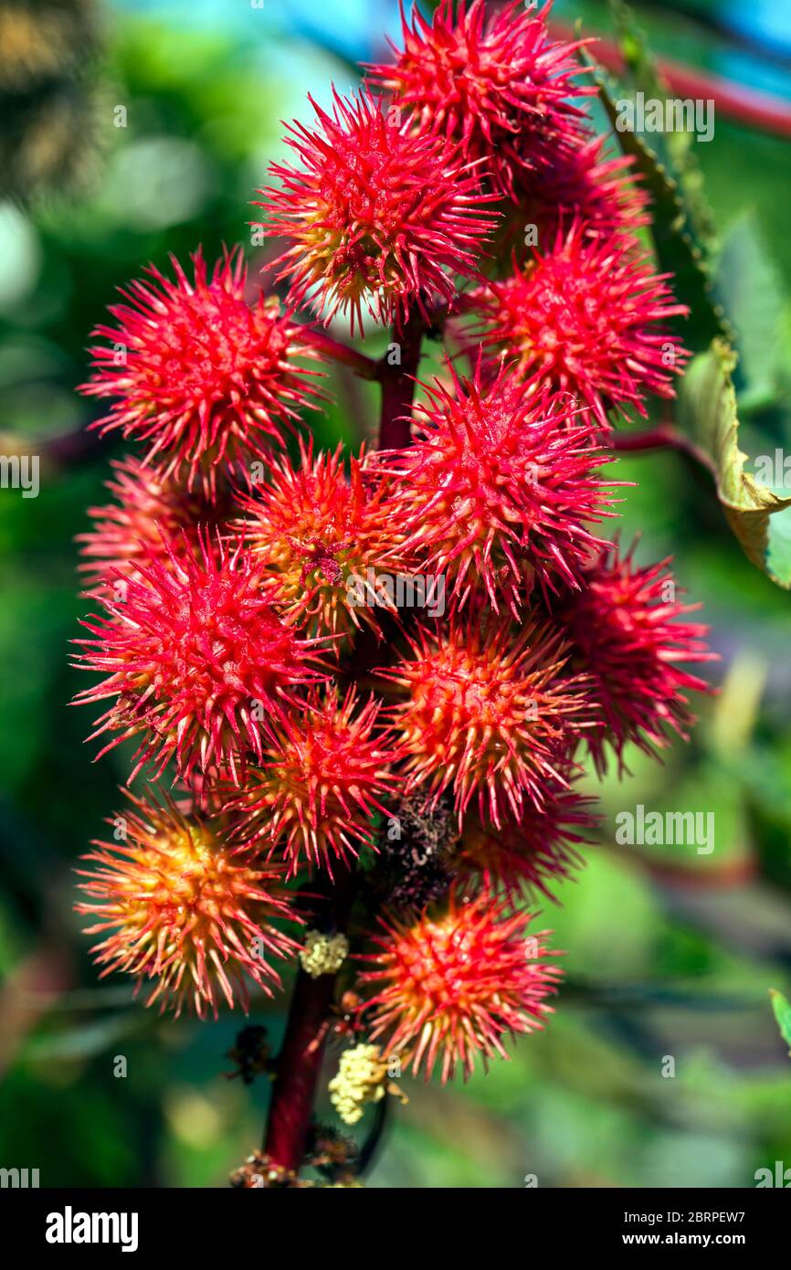 Romantic Natural Flora Red Flowers Stock Photo - Alamy