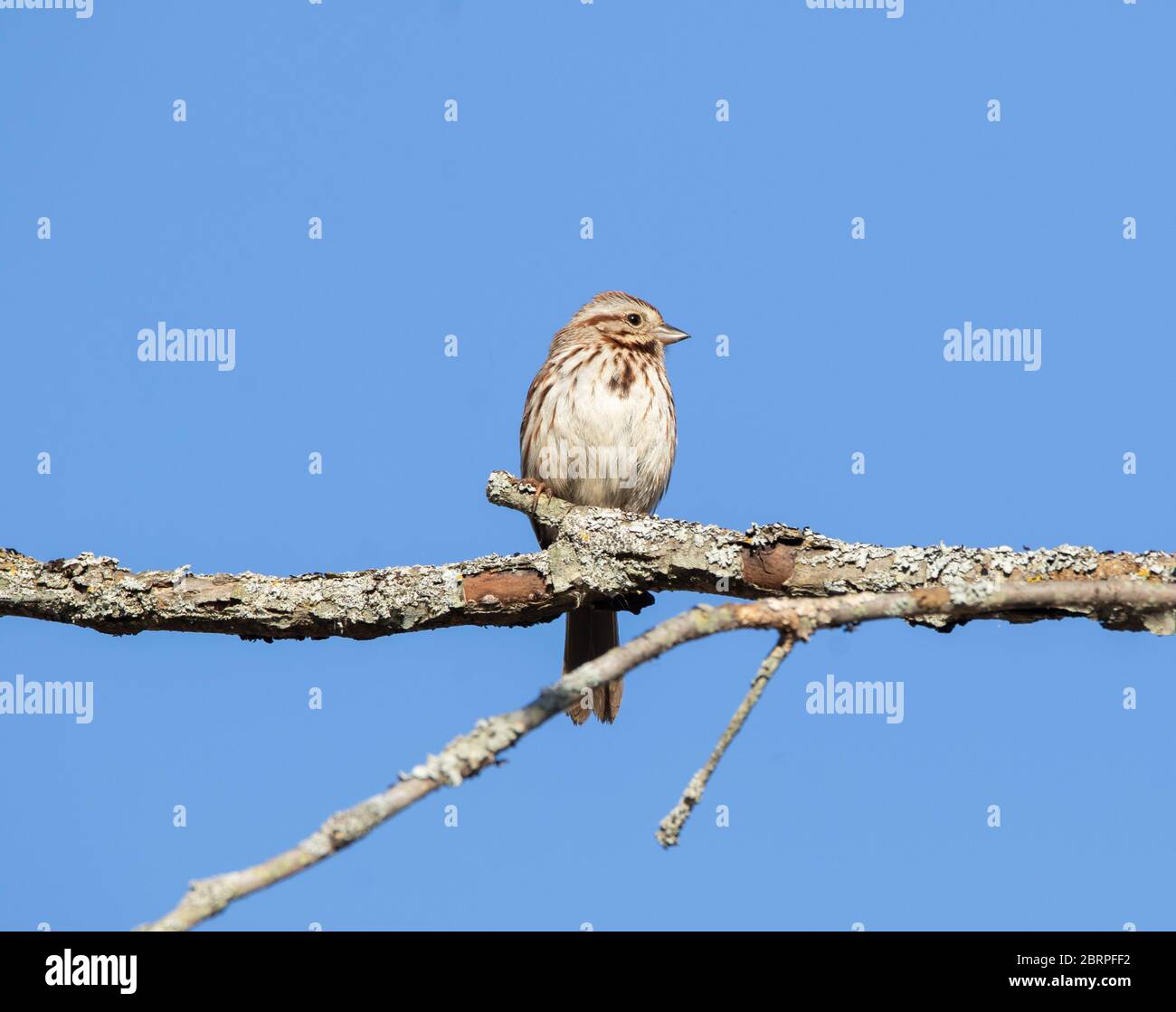Sparrow blue background hi-res stock photography and images - Alamy