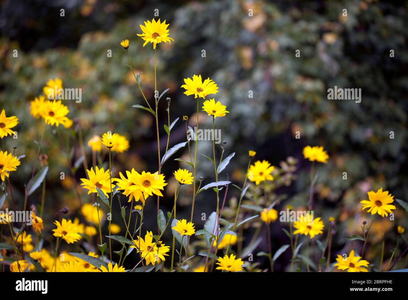 Natural and Romantic Yellow Flowers in Nature Stock Photo - Alamy