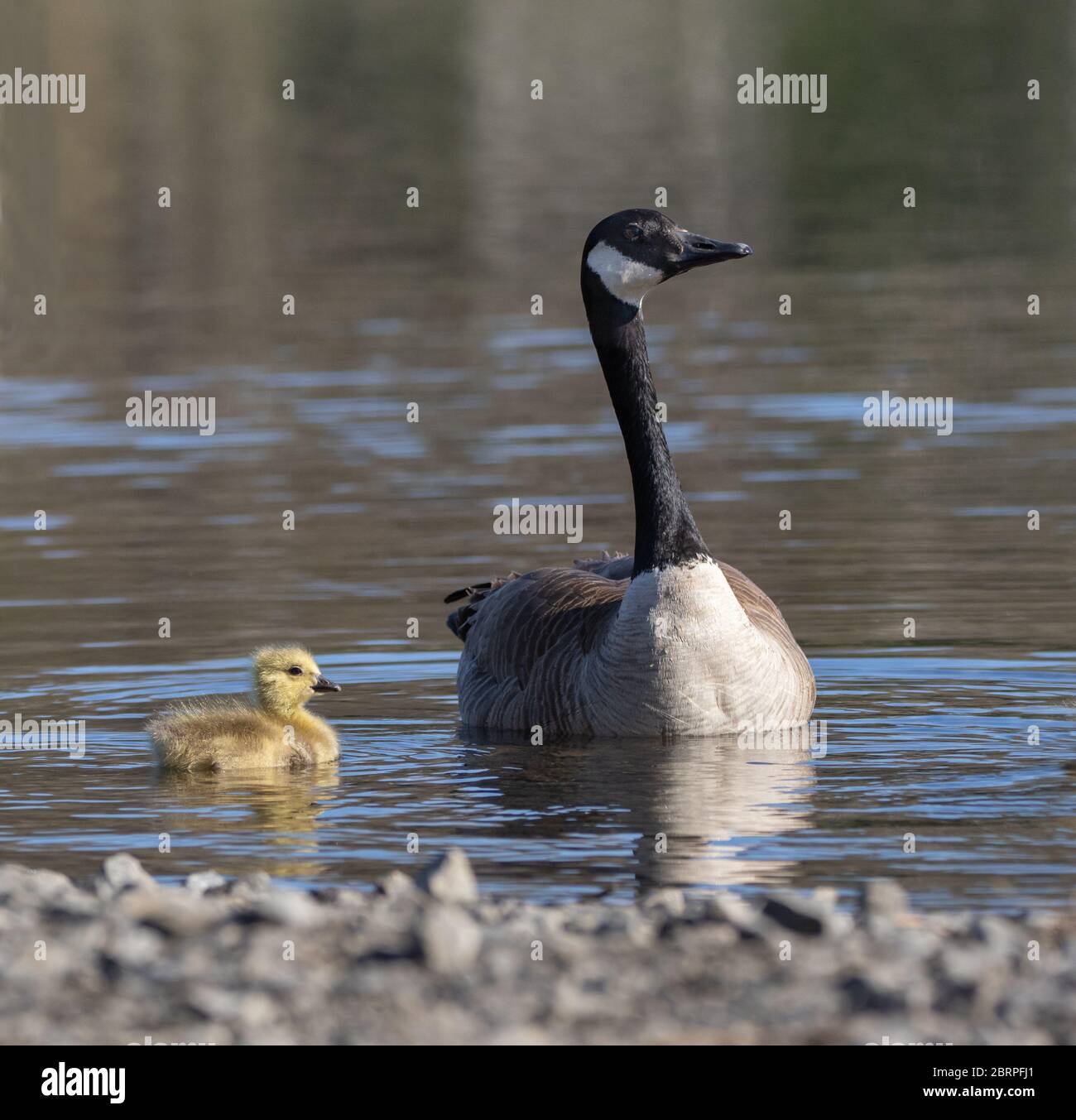 A mother goose on the pond with her little yellow hatchling Stock Photo ...