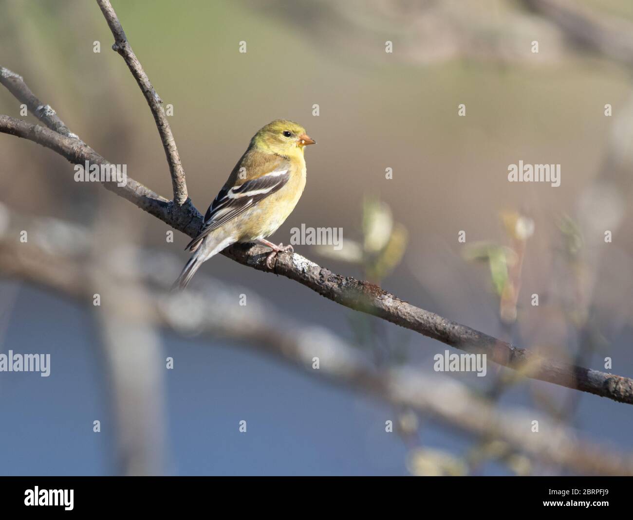 Immature Goldfinch Bird