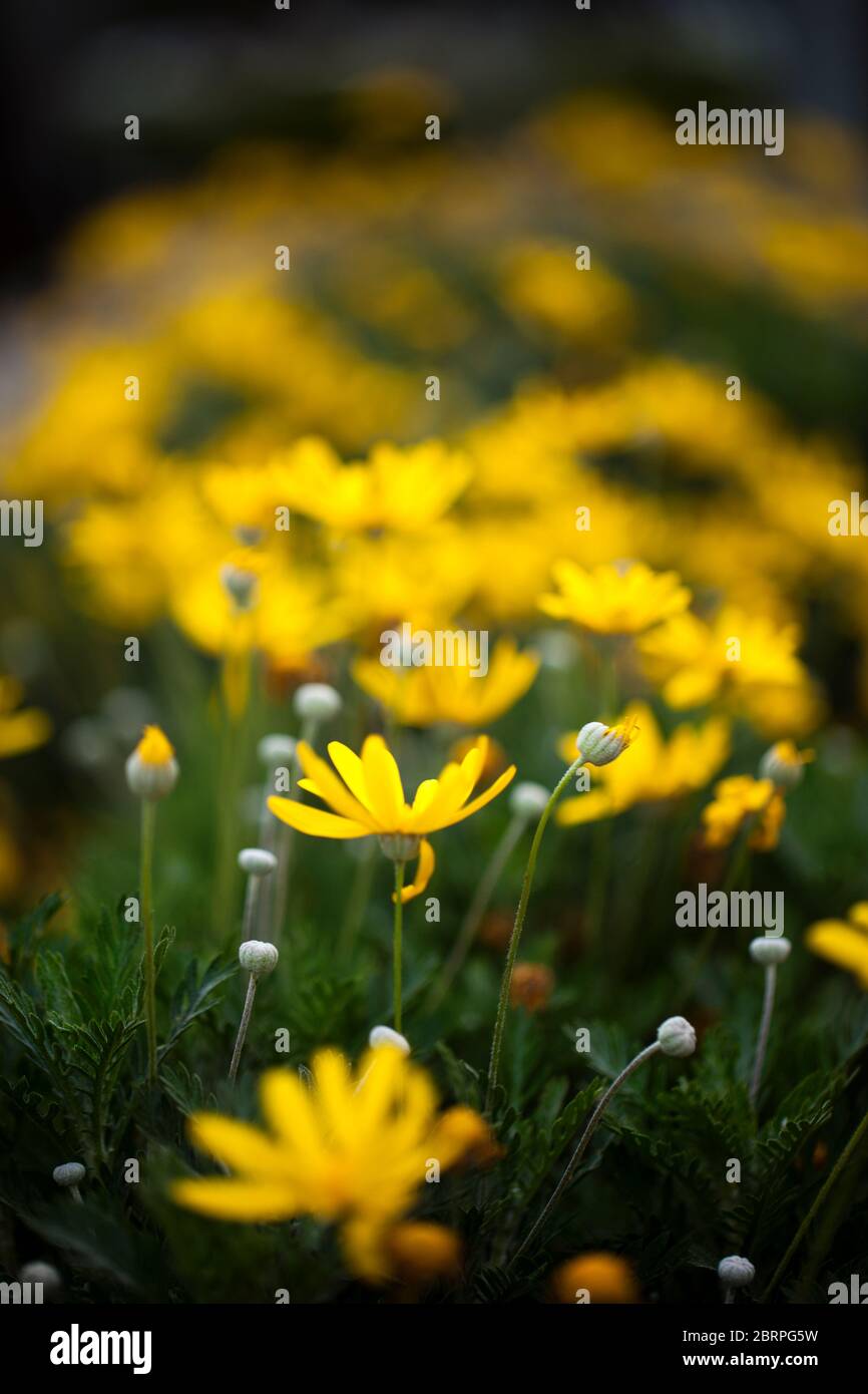 Natural and Romantic Yellow Flowers in Nature Stock Photo - Alamy