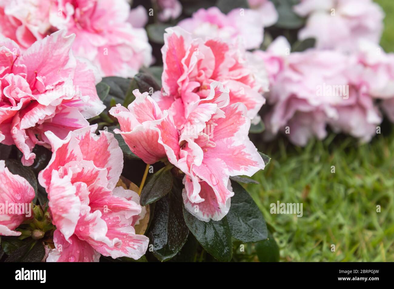 Pink Magenta Azalea Flower in Garden on Left Frame. Natural Azalea ...