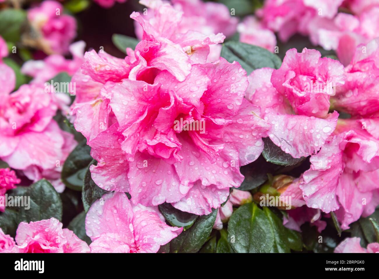 Pink Magenta Azalea Flower in Garden in Zoom View. Natural Azalea ...