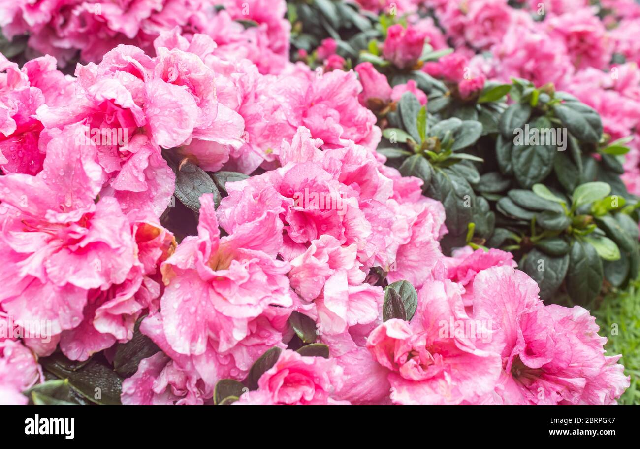 Pink Magenta Azalea Flower in Garden on Left Frame. Natural Azalea ...
