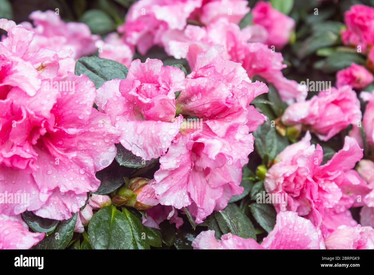 Pink Magenta Azalea Flower in Garden in Side View. Natural Azalea ...