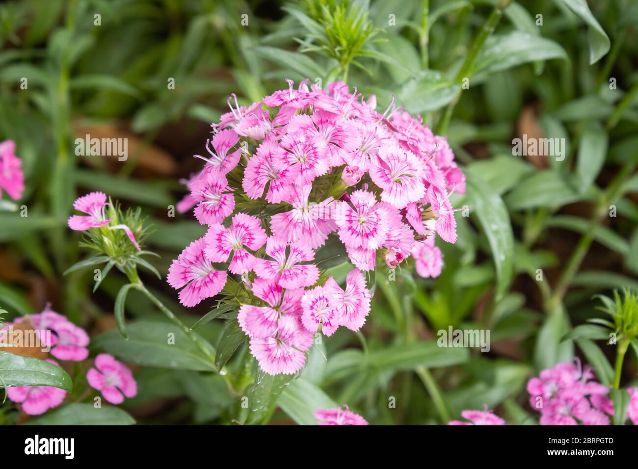 Dianthus flower and Green Leaves in Garden in Zoom View. Natural ...