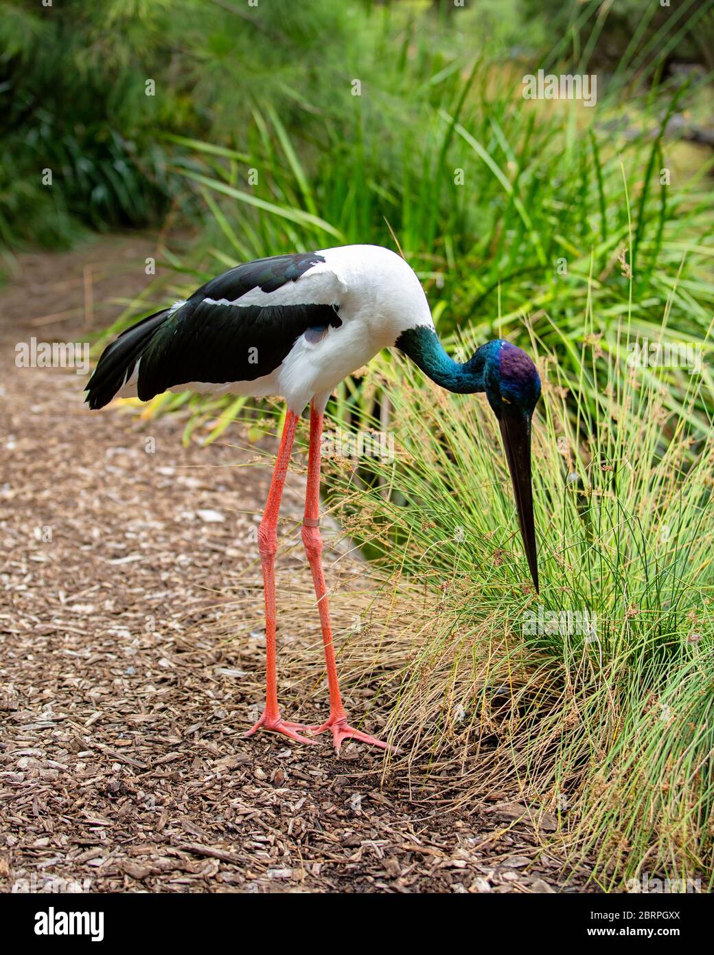 Australian Jabiru, black necked stork wetlands bird Stock Photo - Alamy