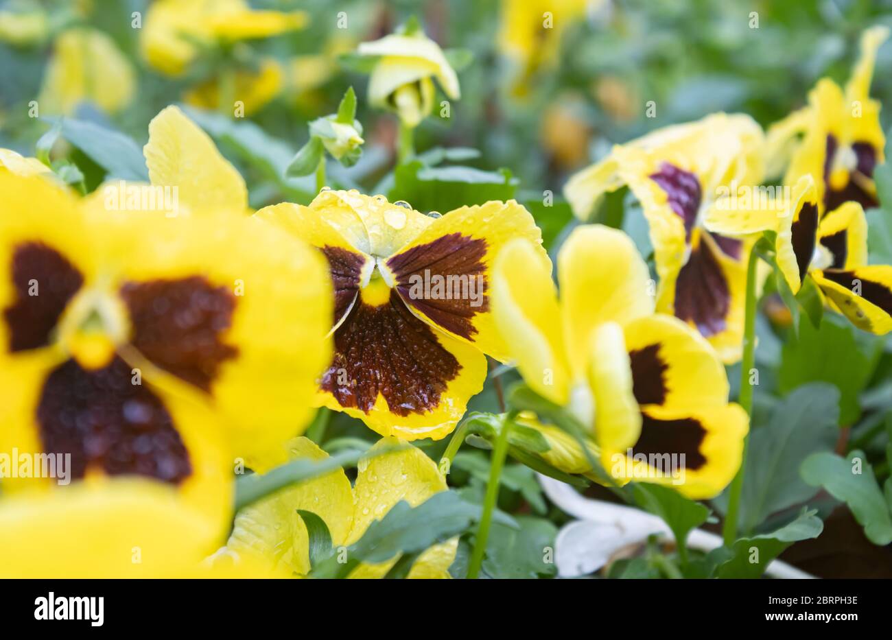 Pancy flower and Green Leaves in Garden in Zoom View. Natural Pancy ...