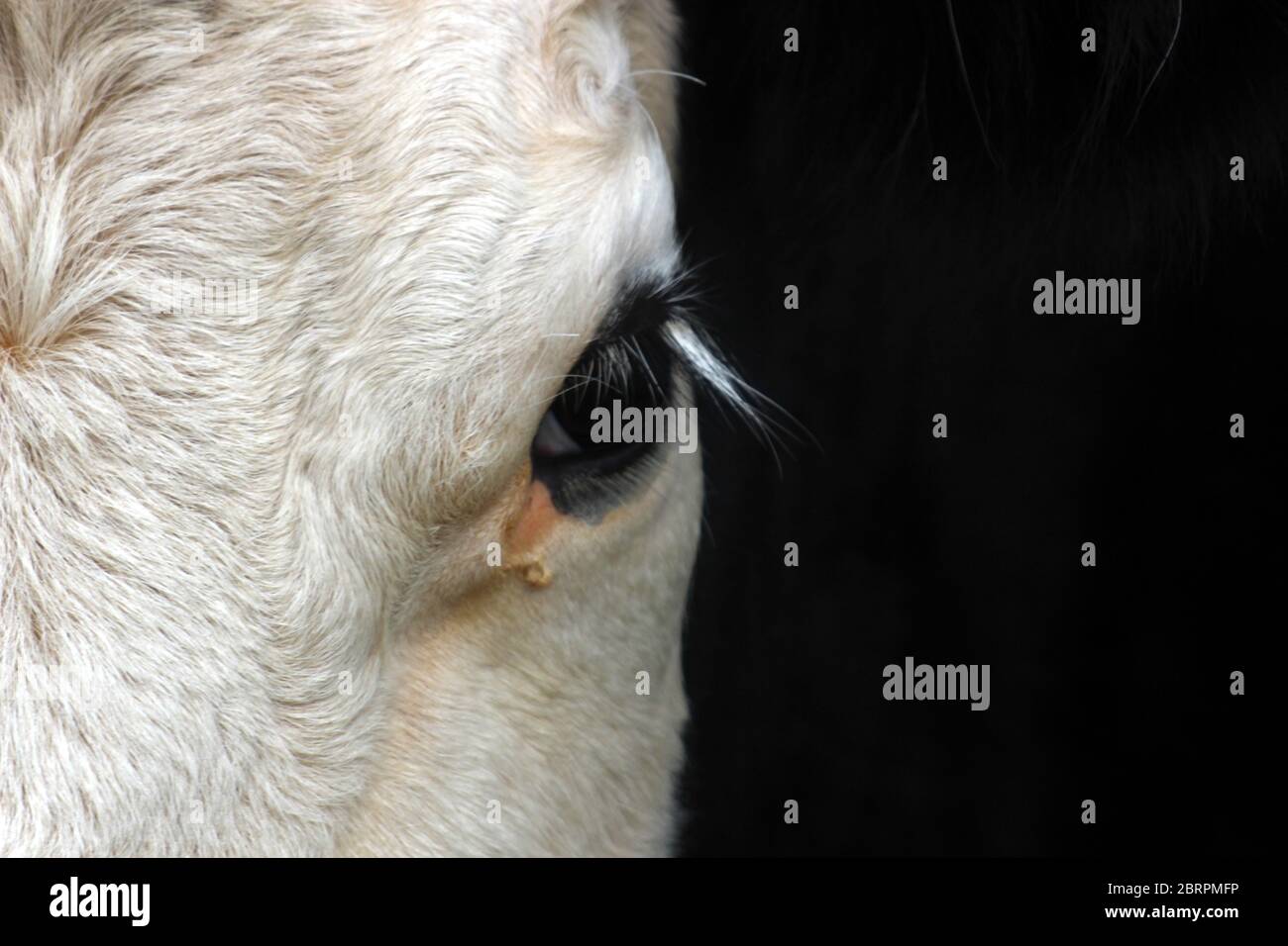 Cow eyelashes hi-res stock photography and images - Alamy