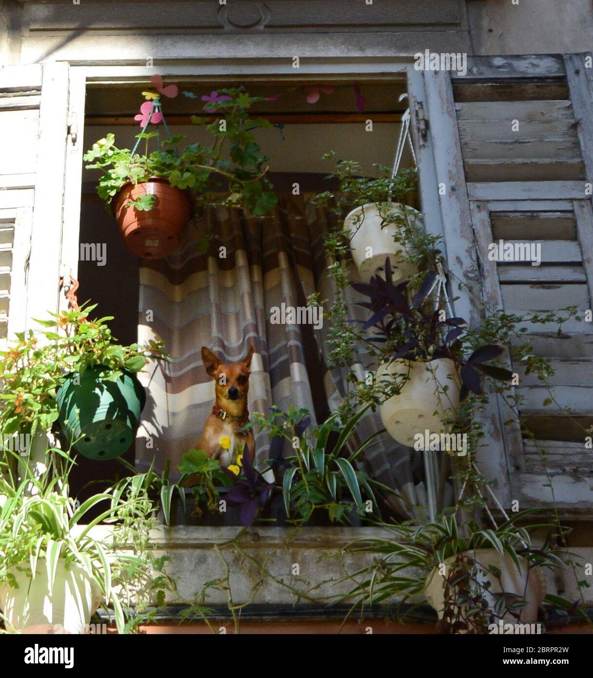 Dog standing in a window hi-res stock photography and images - Alamy