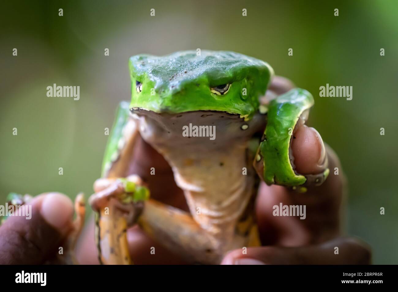 Bicolor monkey frog hi-res stock photography and images - Alamy