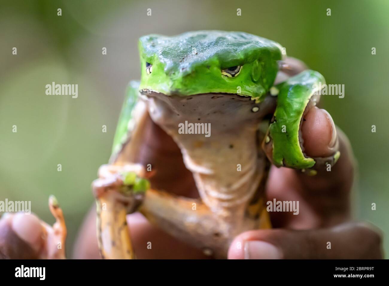 Monkey frog (Phyllomedusa bicolor) in the Peruvian Amazon Rainforest ...