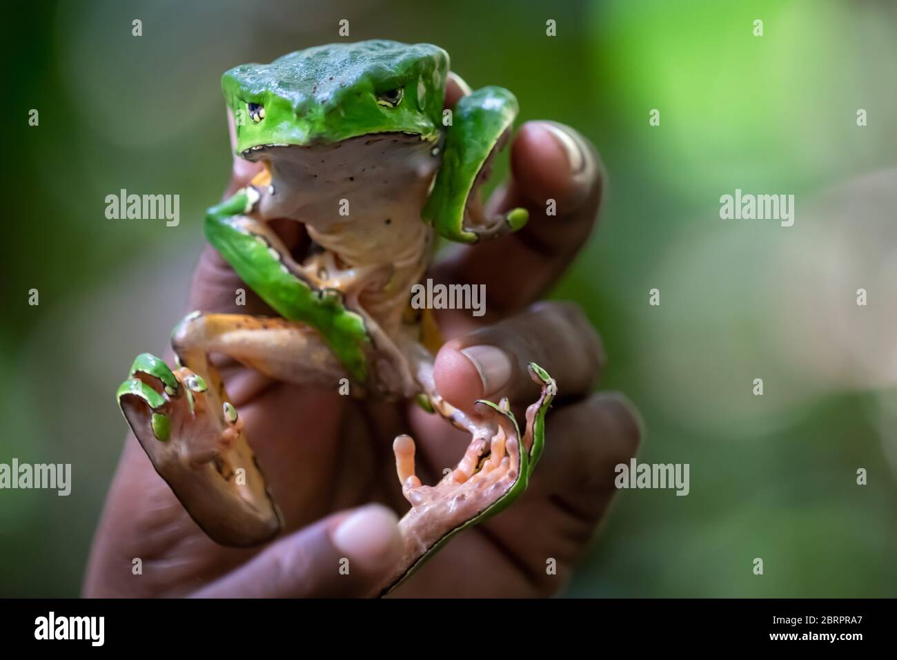 Monkey frogs phyllomedusa bicolor hi-res stock photography and images ...