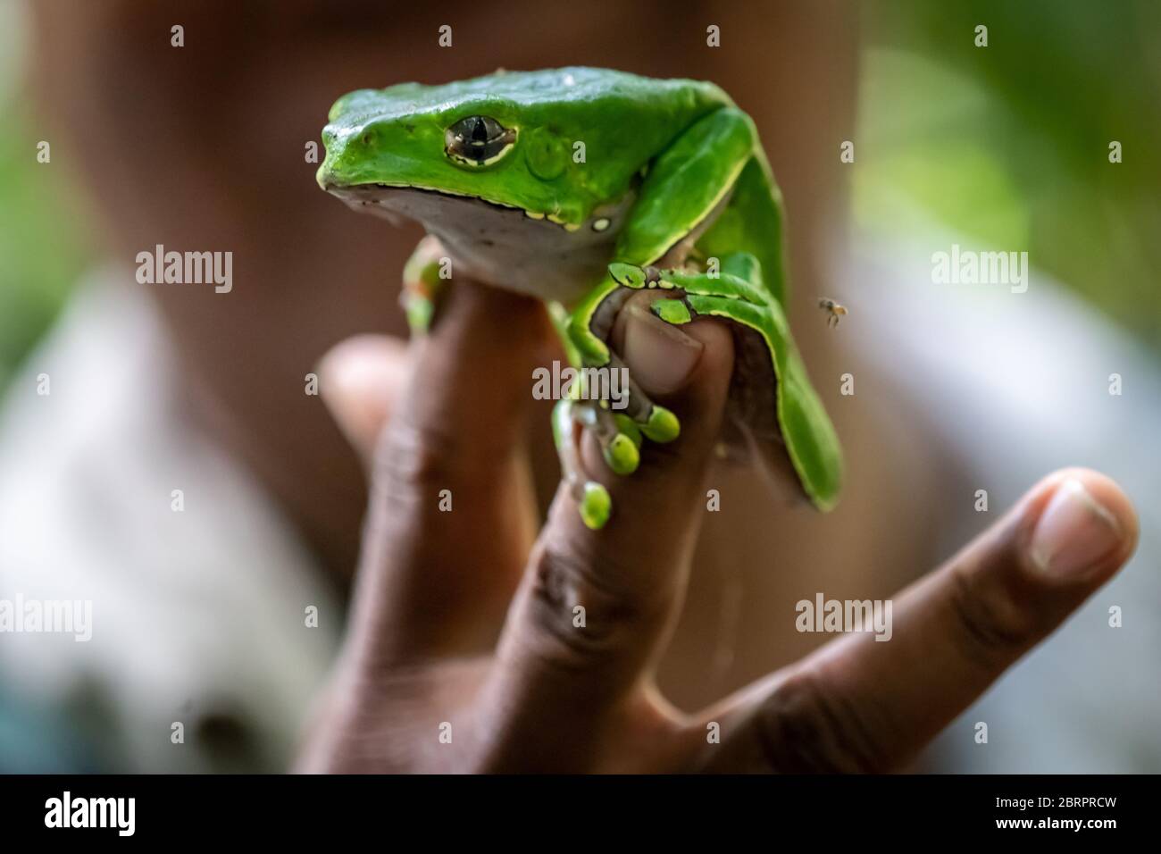 Monkey frog (Phyllomedusa bicolor) in the Peruvian Amazon Rainforest ...