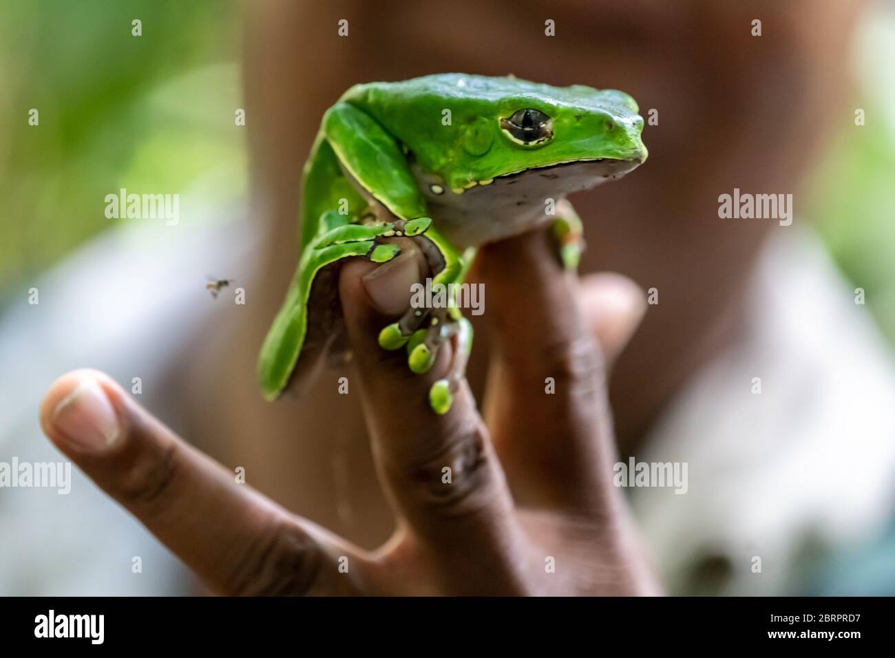 Monkey frog (Phyllomedusa bicolor) in the Peruvian Amazon Rainforest ...
