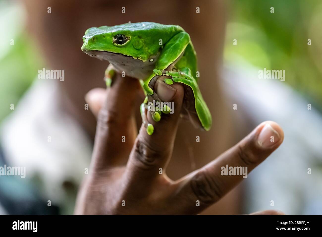 Monkey frog (Phyllomedusa bicolor) in the Peruvian Amazon Rainforest ...