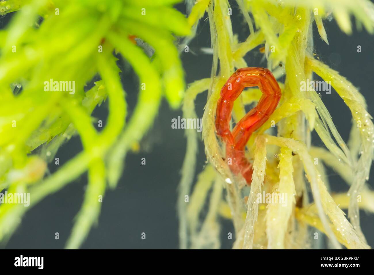 Chironomid midge larvae hi-res stock photography and images - Alamy