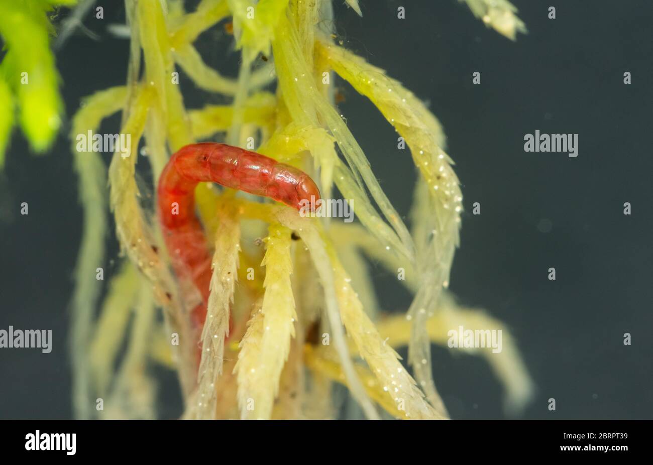 Midge larvae hi-res stock photography and images - Alamy