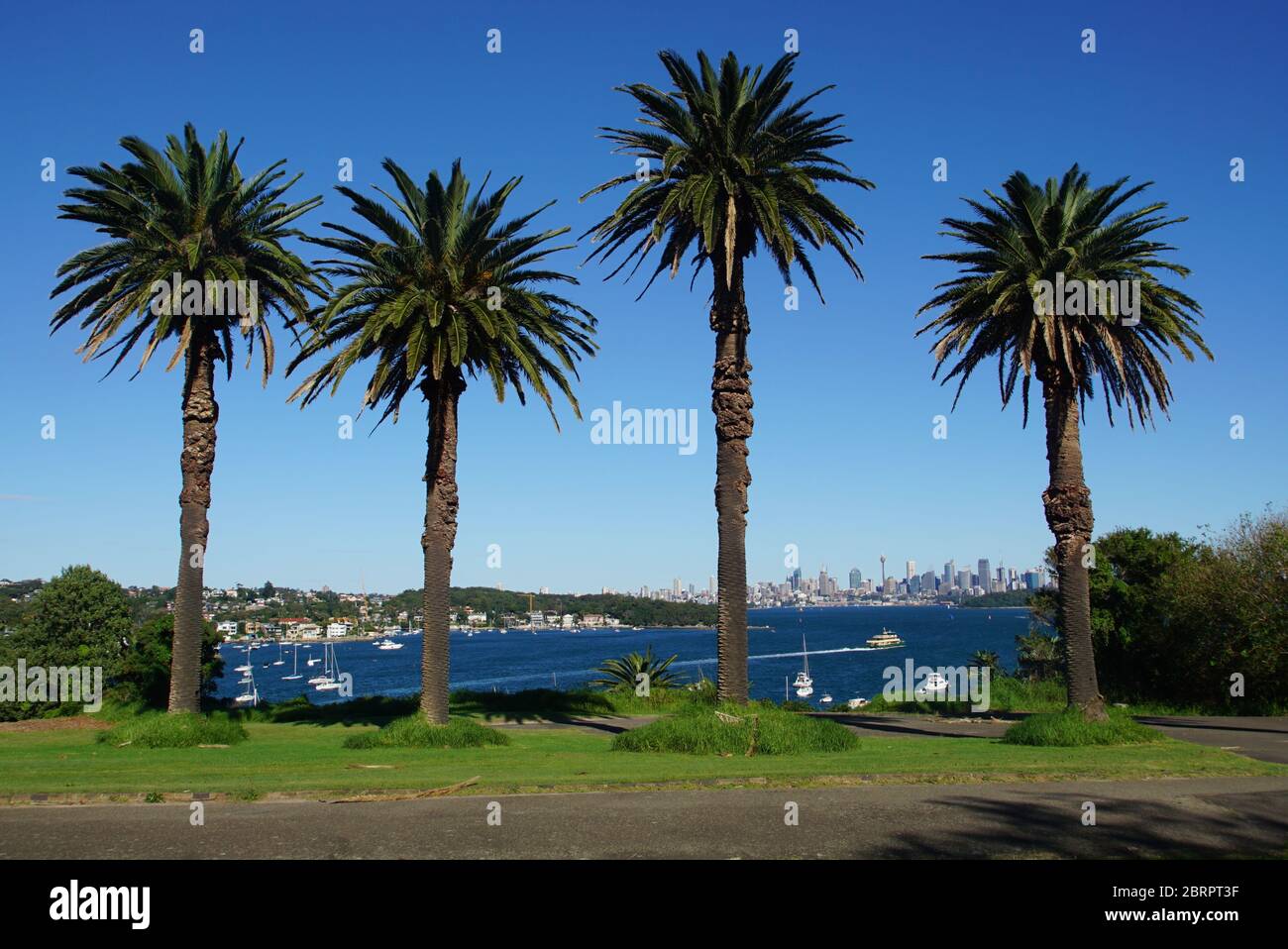 Four Palm Trees standing Guard over Sydney’s Skyline Stock Photo - Alamy
