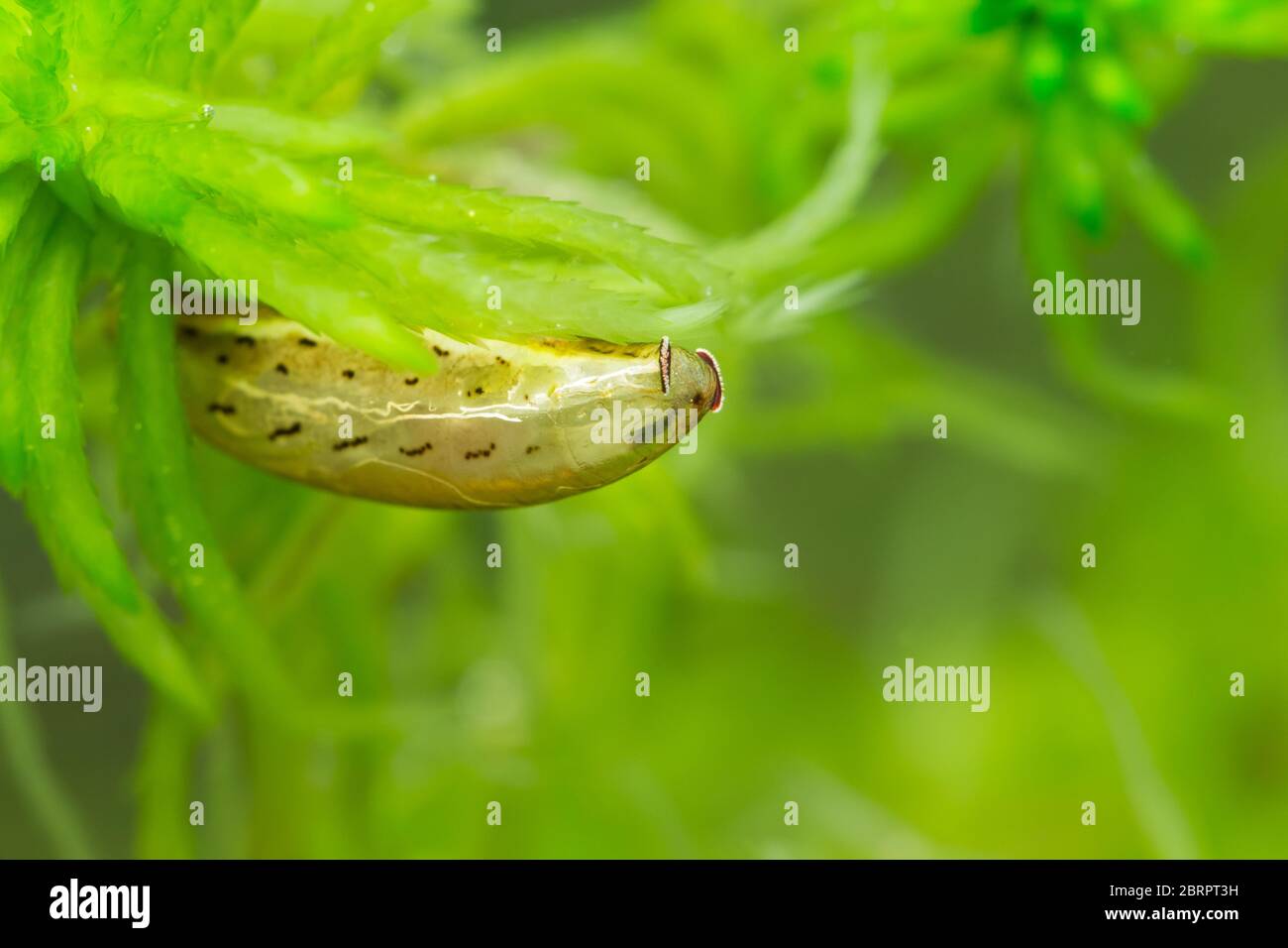 Fly pupa hi-res stock photography and images - Alamy