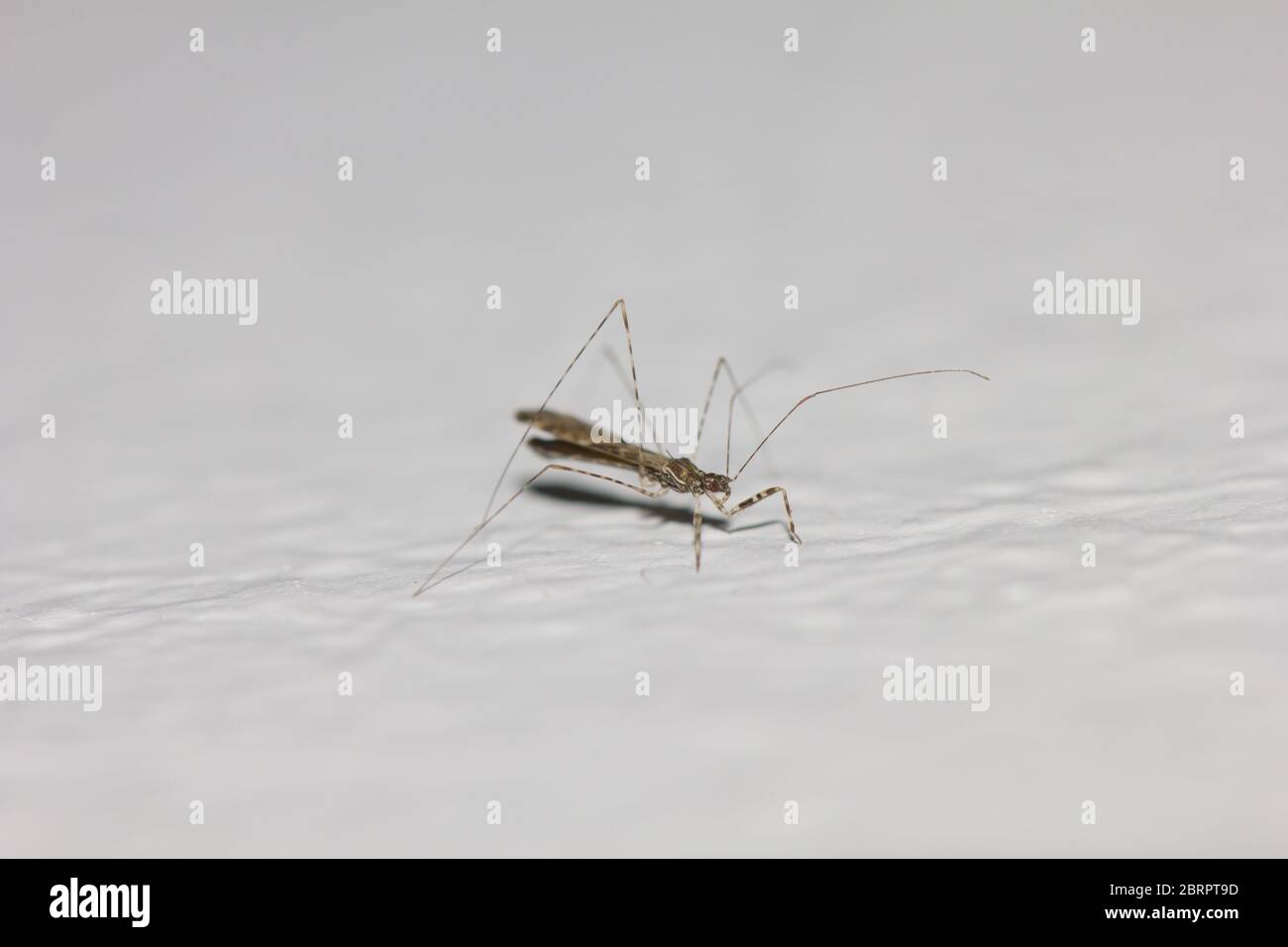 Thread-legged assassin bug (Empicoris culiciformis Stock Photo - Alamy
