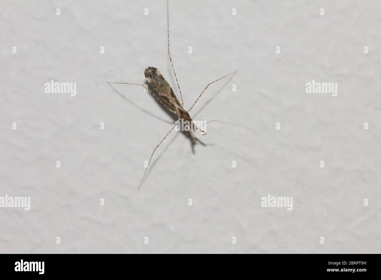 Thread-legged assassin bug (Empicoris culiciformis Stock Photo - Alamy