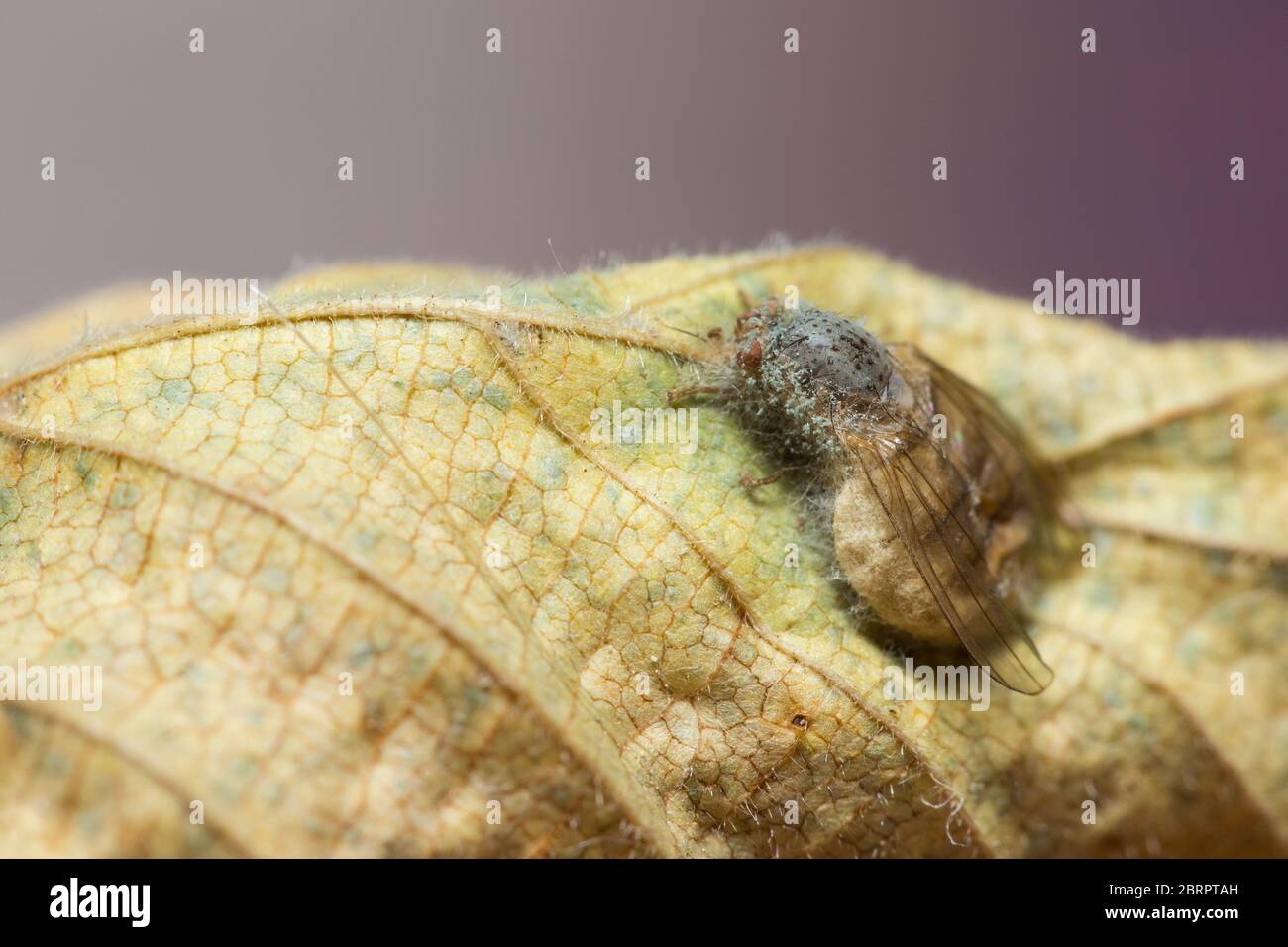 Parasitic mold on a dead fly (Entomophthora muscae Stock Photo - Alamy