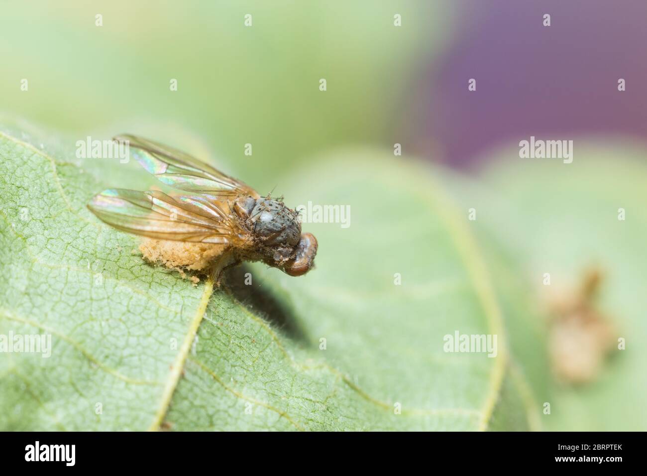 Parasitic mold on a dead fly (Entomophthora muscae Stock Photo - Alamy