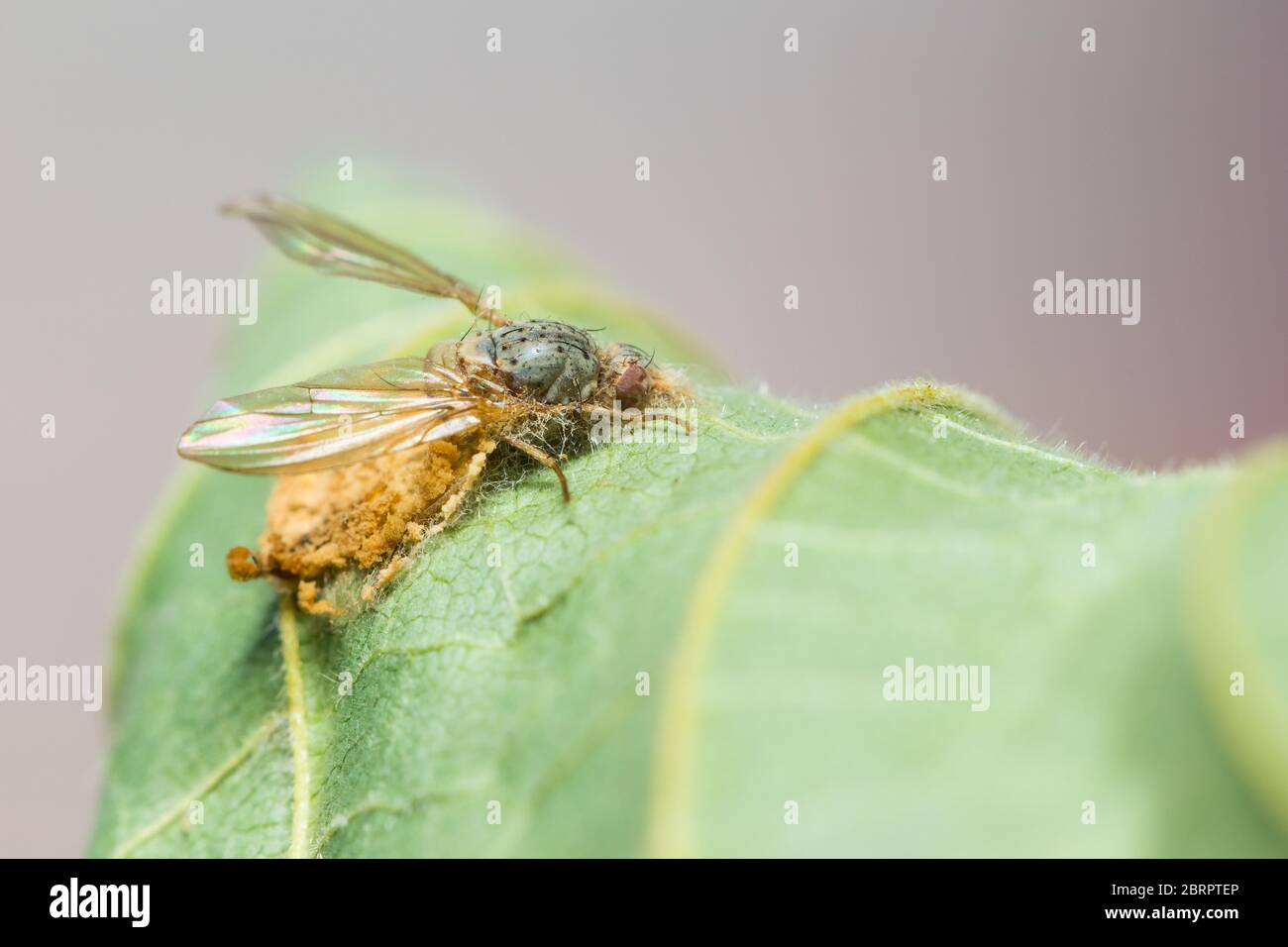 Parasitic mold on a dead fly (Entomophthora muscae Stock Photo - Alamy
