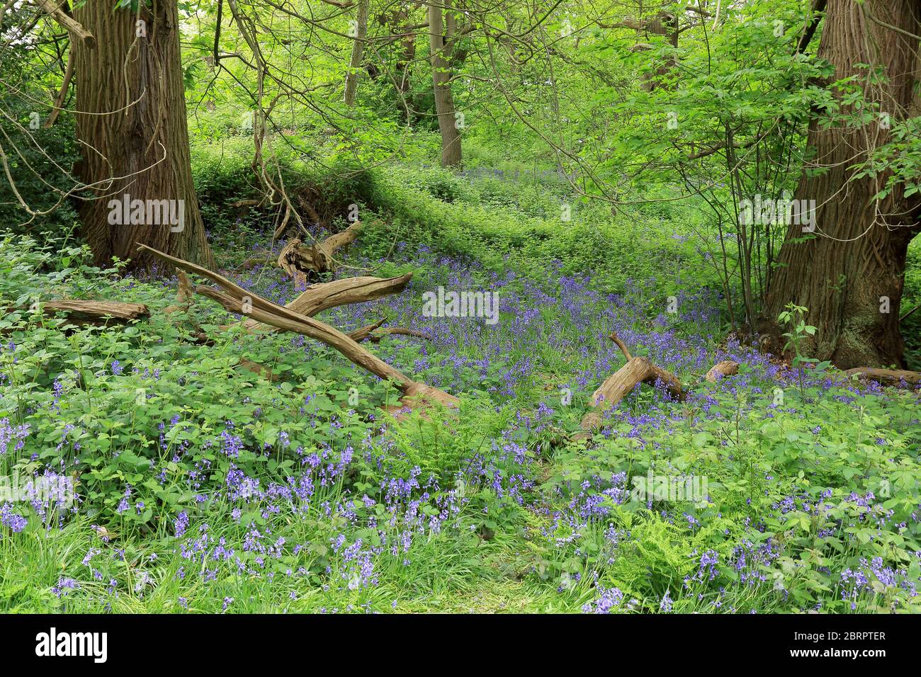 Cobham woods hi-res stock photography and images - Alamy