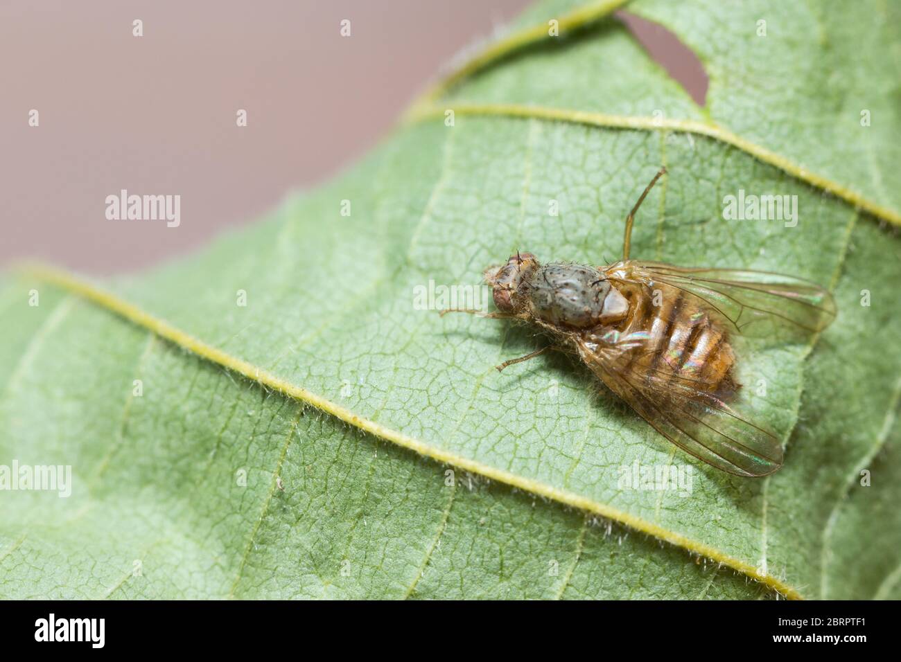 Parasitic mold on a dead fly (Entomophthora muscae Stock Photo - Alamy