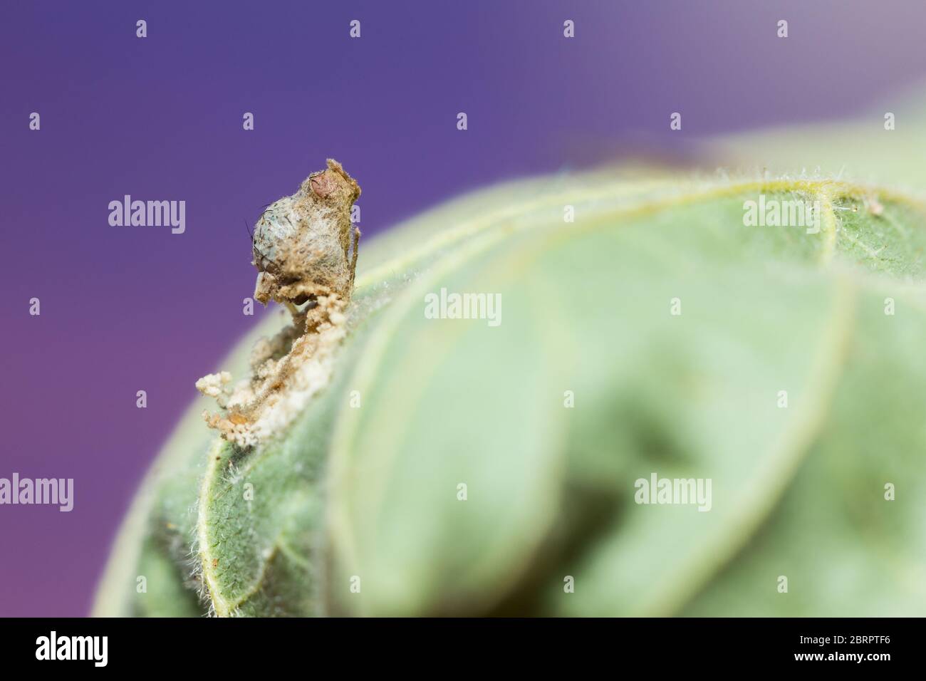 Parasitic mold on a dead fly (Entomophthora muscae Stock Photo - Alamy