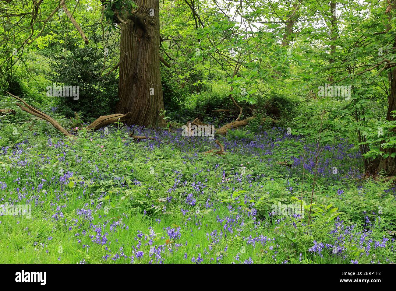 Bluebells in amongst the green grass and trees Stock Photo - Alamy