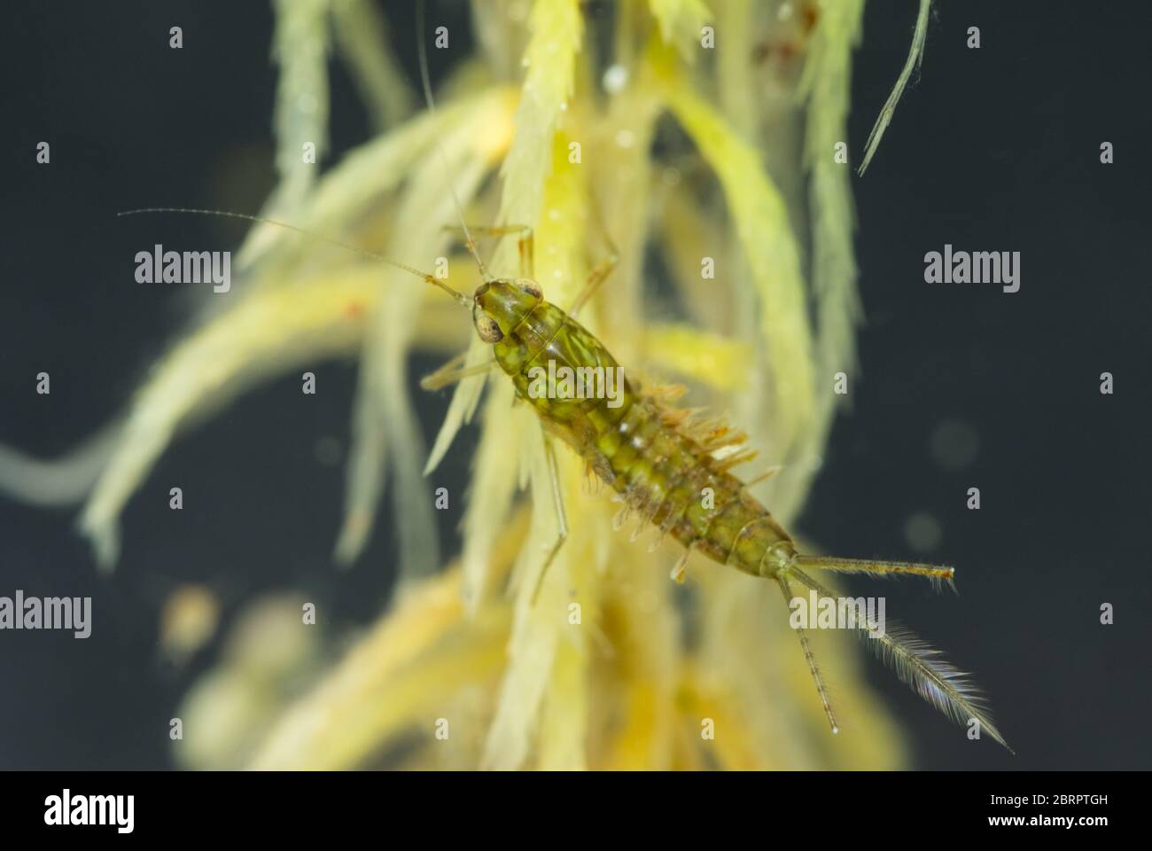 Ephemeroptera larva hi-res stock photography and images - Alamy