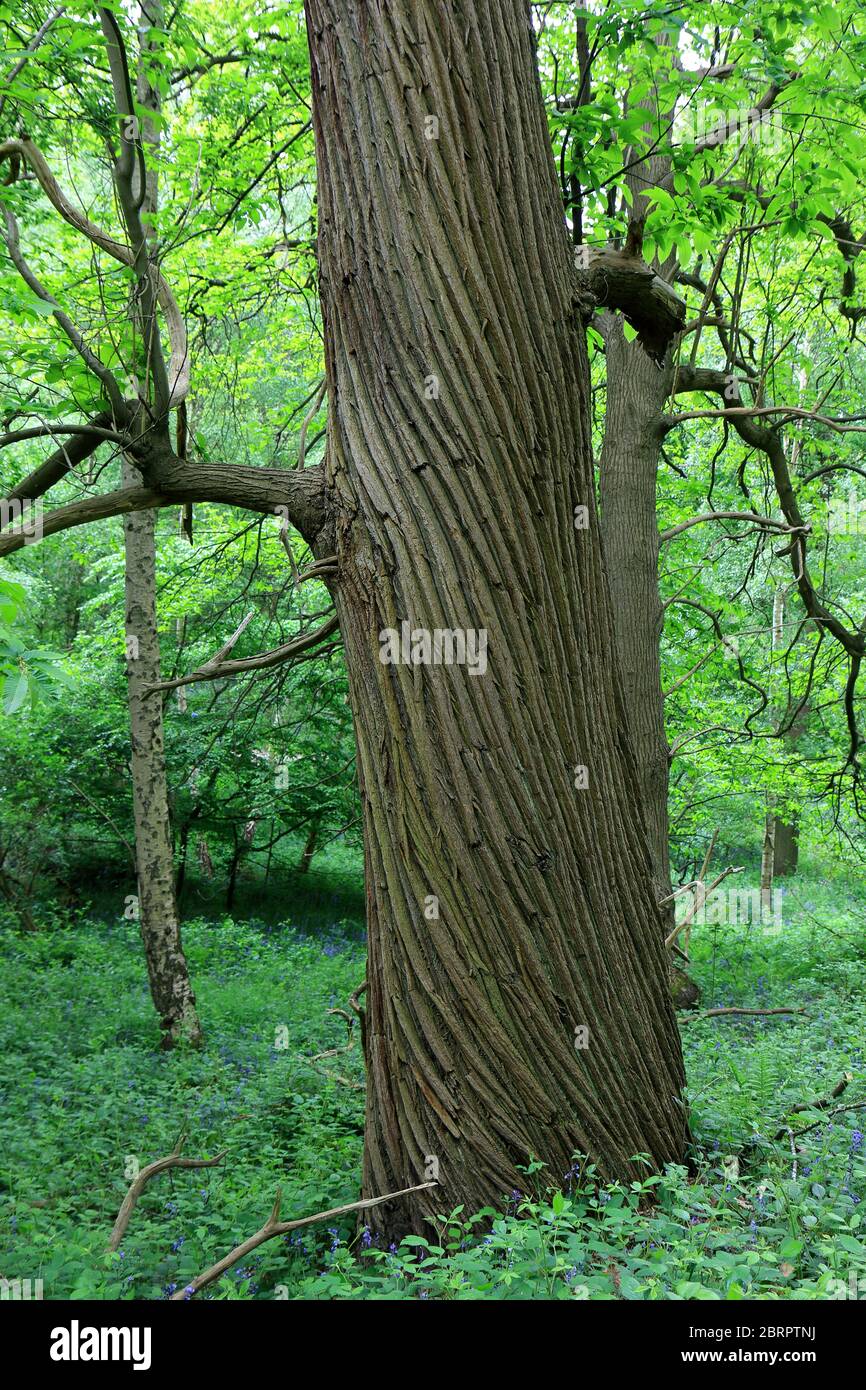 A woodland scene with the uniformly twisted bark around an old tree ...