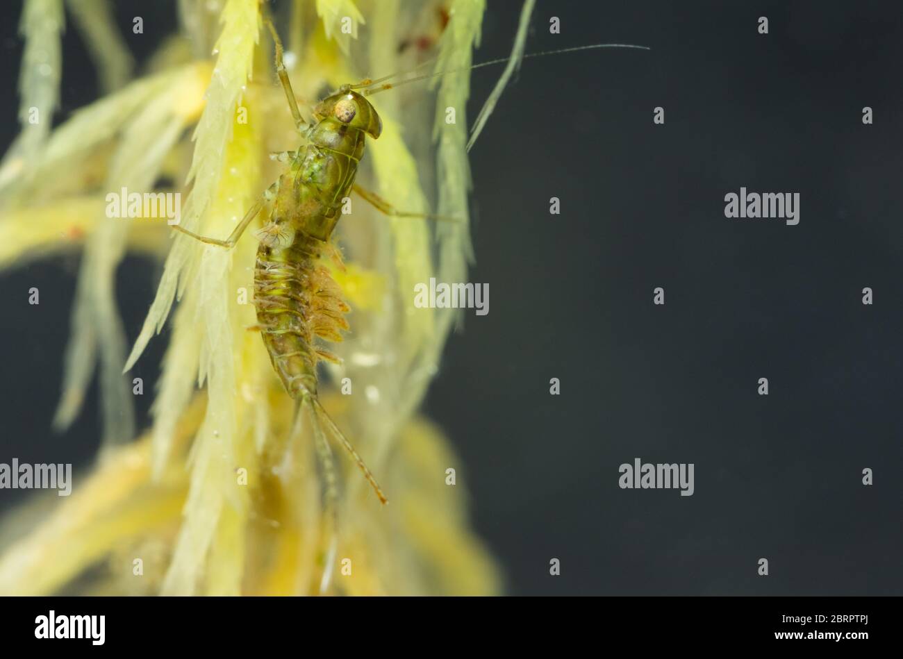 Small minnow mayfly larva (Baetidae Stock Photo - Alamy