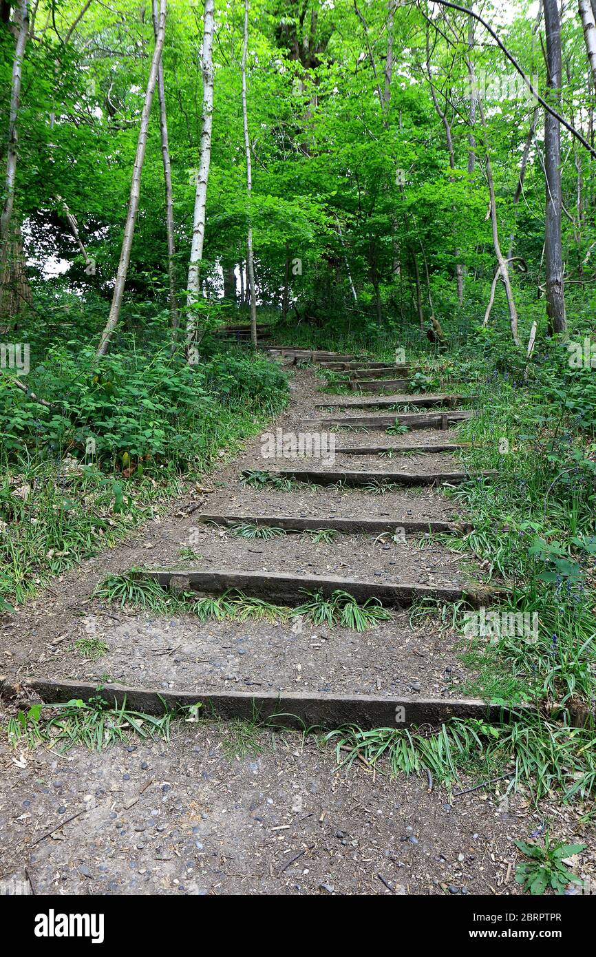 Wooden steps rising up into the green trees Stock Photo - Alamy