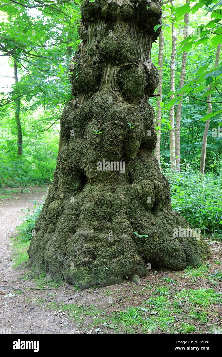 A woodland scene with an old tree with its trunk covered in lumpy bark ...