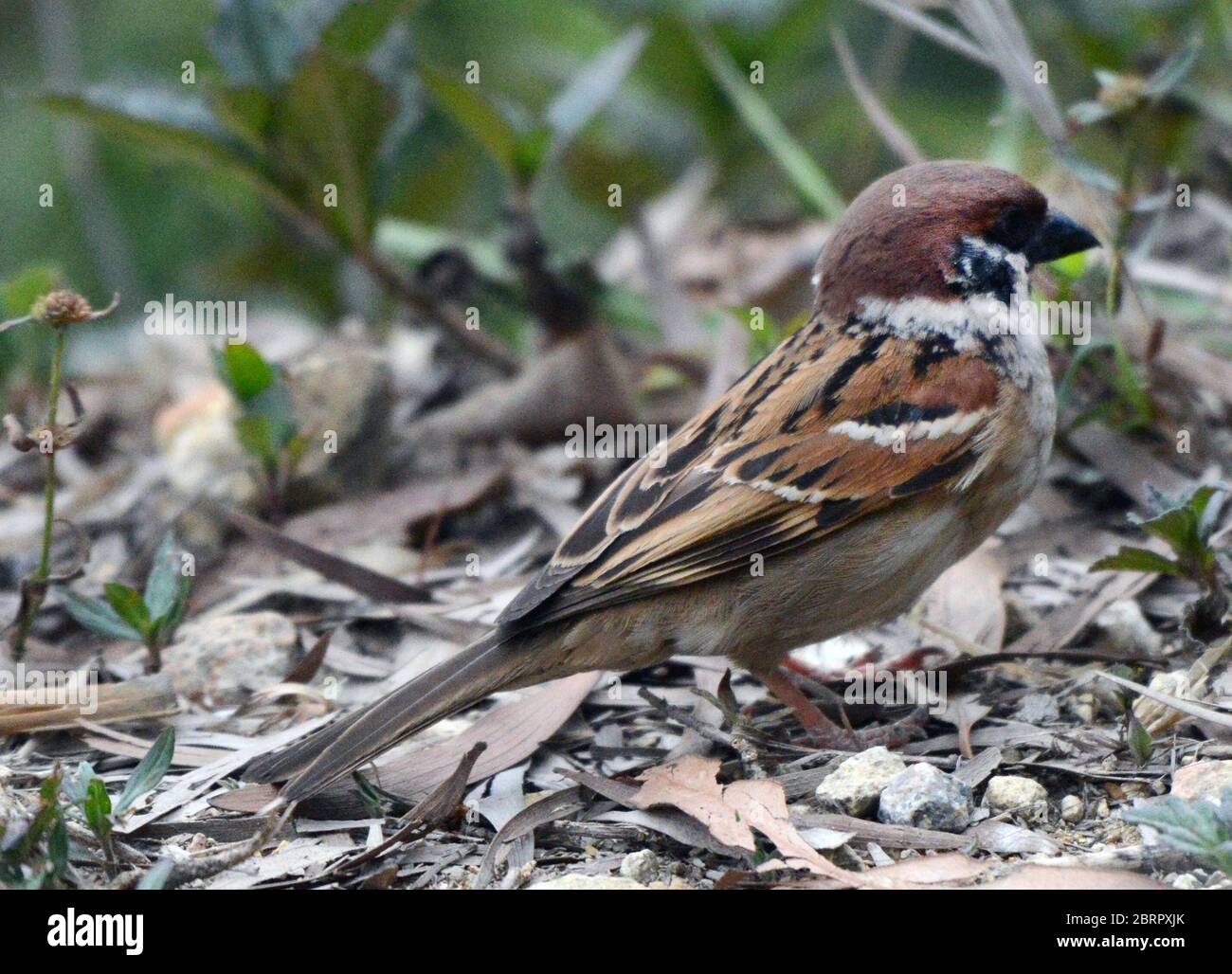Eurasian tree sparrow in Ap Lei Chau, Hong Kong Stock Photo - Alamy