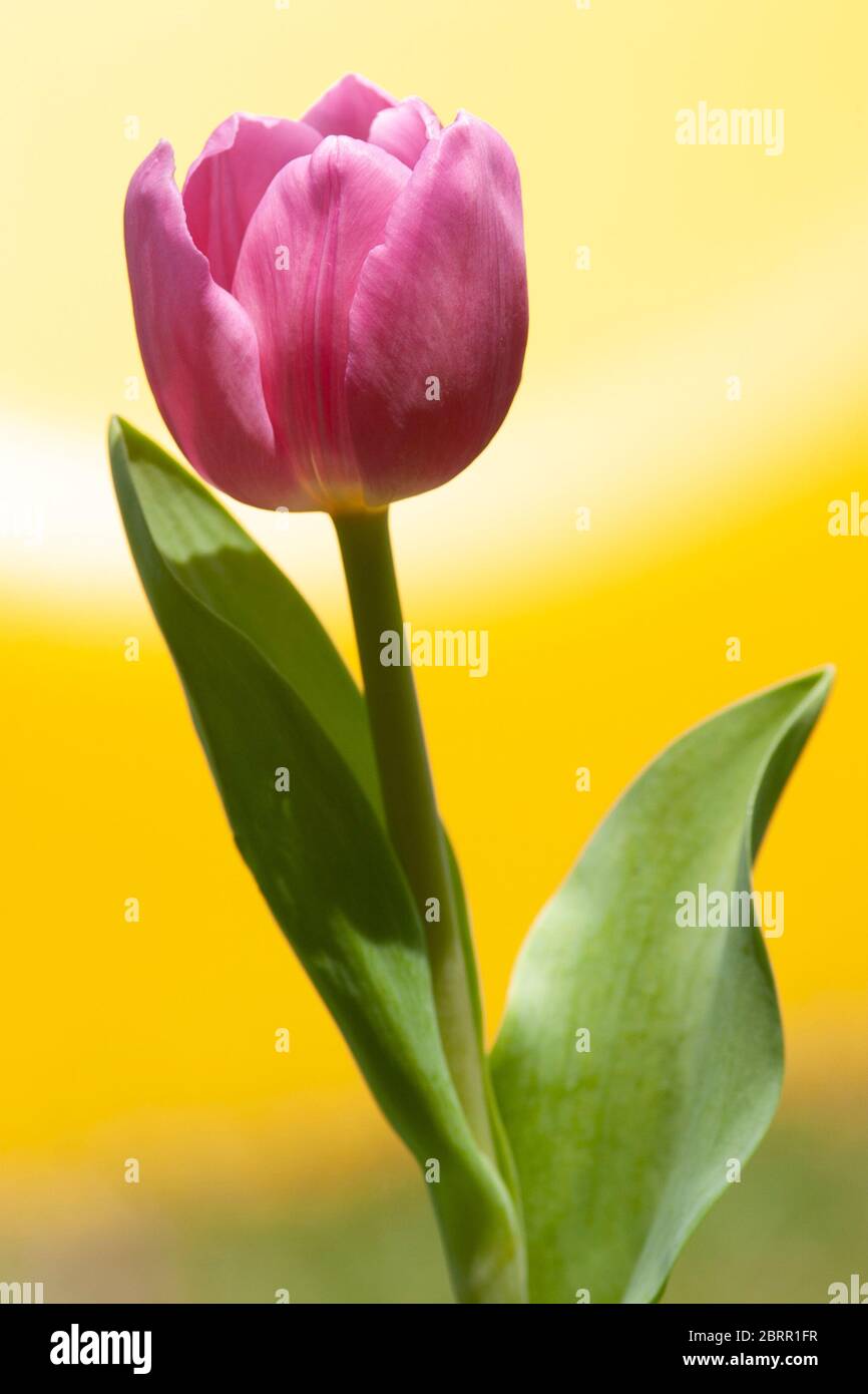 Single Pink tulip in sunshine Stock Photo - Alamy