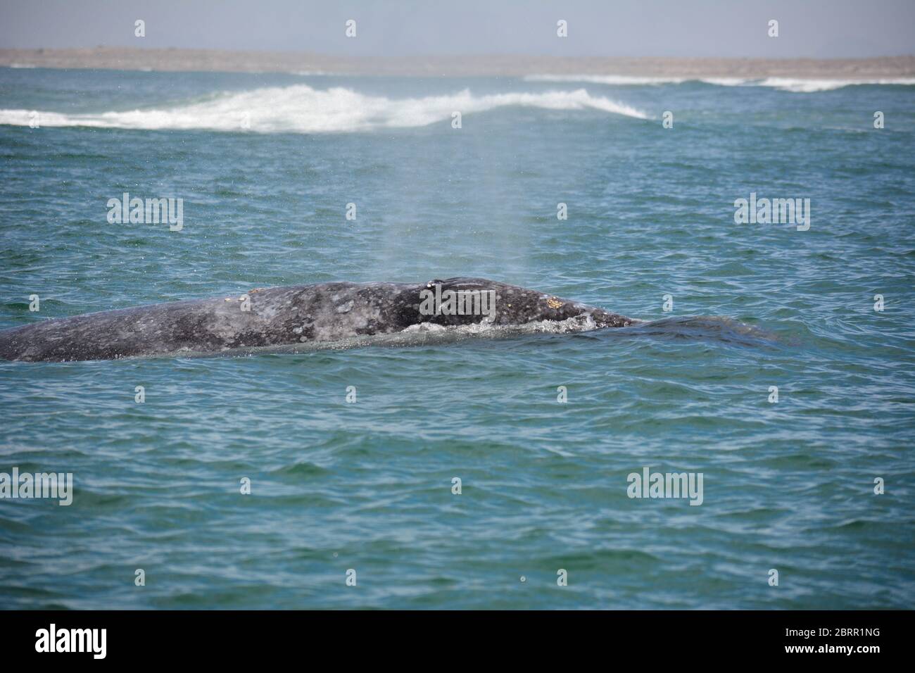 Gray whale seen in the Pacific Ocean from a panga boat tour in ...