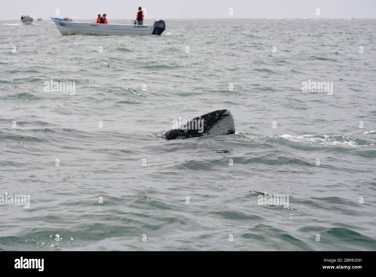 Panga tour hi-res stock photography and images - Alamy