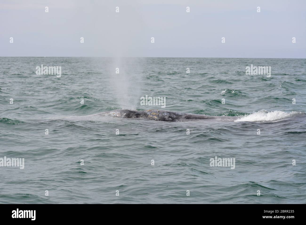 Whale Spraying Water High Resolution Stock Photography and Images - Alamy
