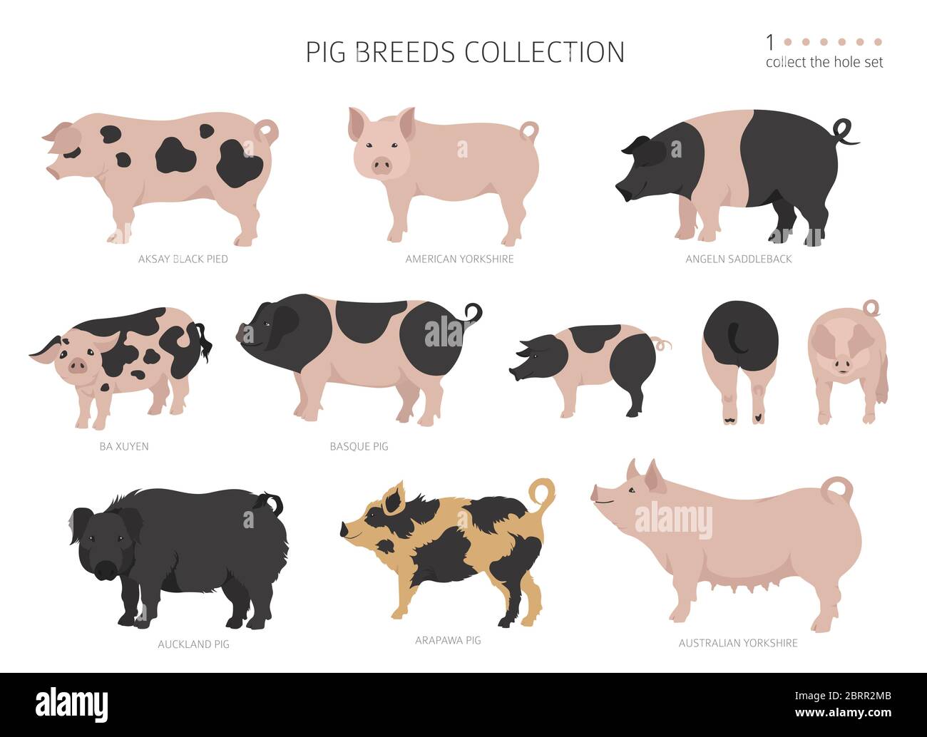 Pig breeds collection 1. Farm animals set. Flat design. Vector ...