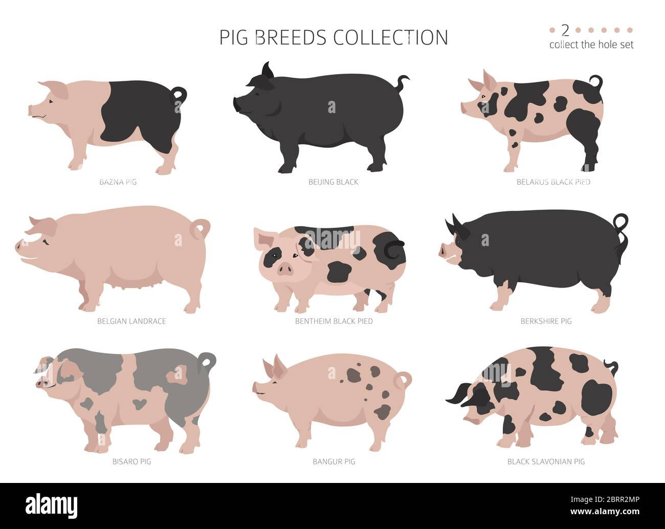 Pig breeds collection 2. Farm animals set. Flat design. Vector ...