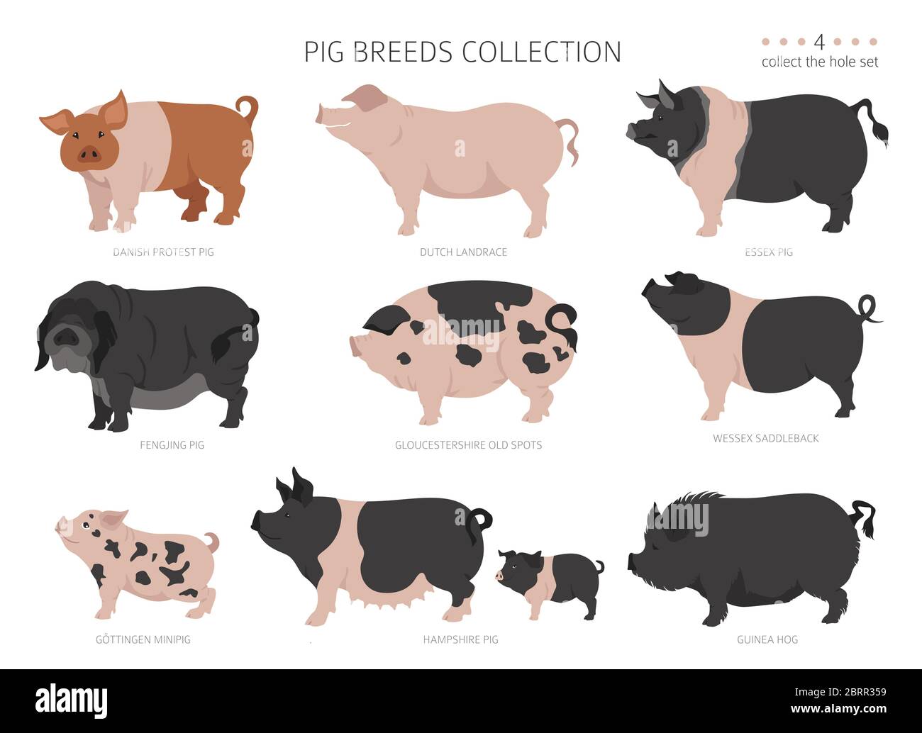 Pig breeds collection 4. Farm animals set. Flat design. Vector ...