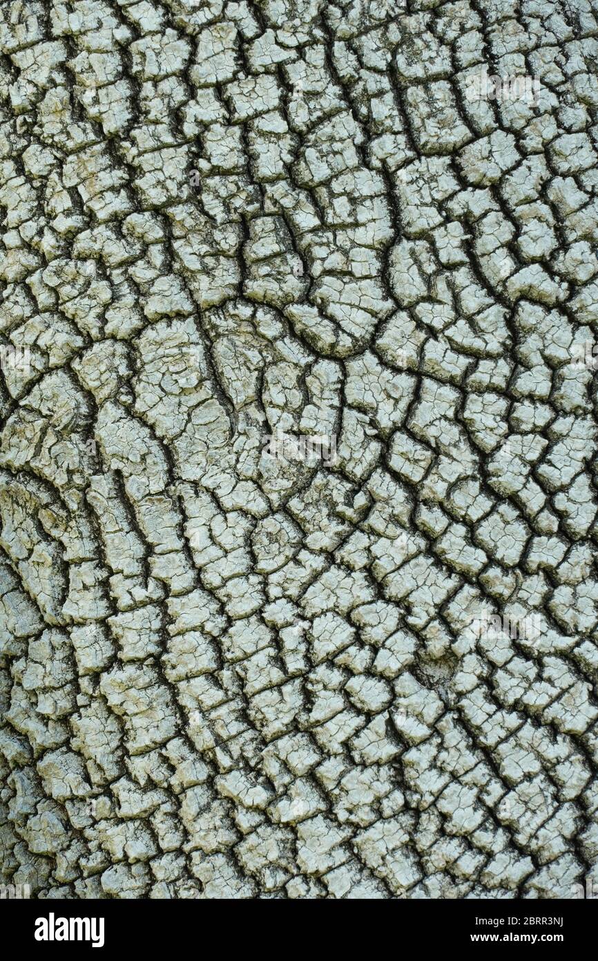 Close up of light bark on a white ash tree, Fraxinus americana, that ...