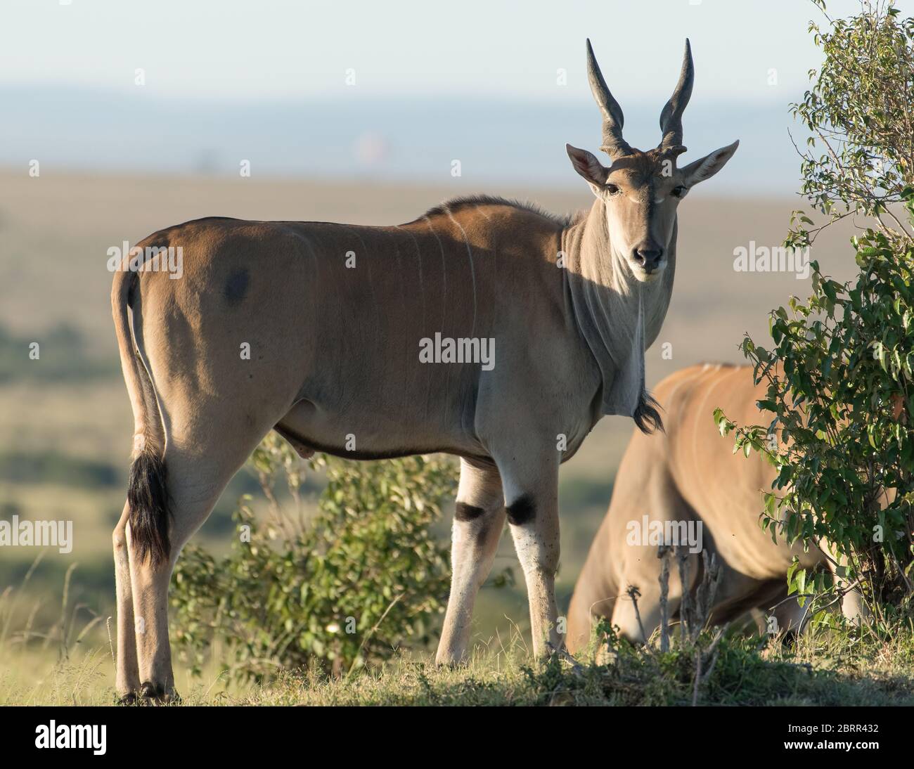Elaine bull in Kenya Stock Photo - Alamy